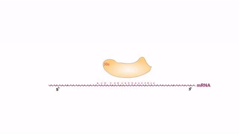 Protein Synthesis Inhibitors antibiotics animation video on Make a GIF