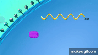 How the HIV Infection Cycle Works - Animated microbiology on Make a GIF