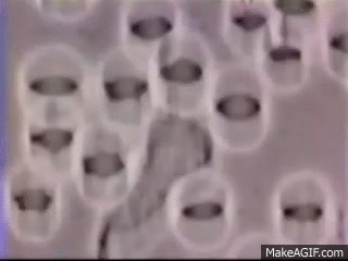 Neutrophil Phagocytosis - White Blood Cell Eats Staphylococcus Aureus ...