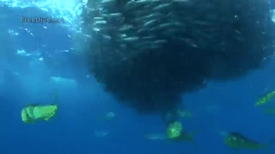 Underwater Footage of Feeding Frenzy on Make a GIF