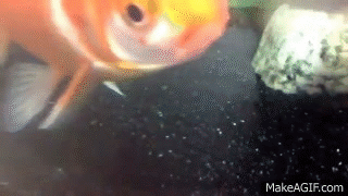 Close up of fish breathing / hunger fish on Make a GIF