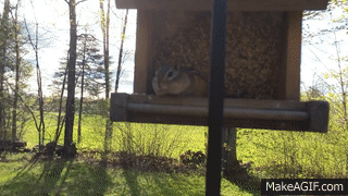 Chipmunk caught red handed....kinda on Make a GIF
