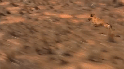 Dingo - Wild Dog at War Trailer on Make a GIF