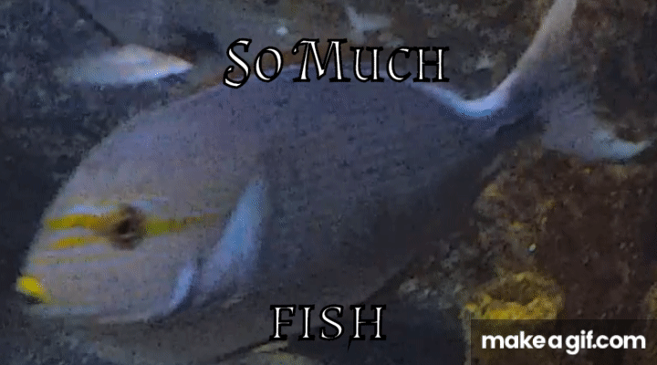 All Fish on Make a GIF