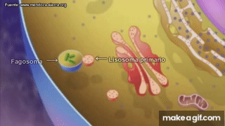 LISOSOMAS: Qué son y para qué sirven on Make a GIF