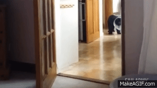 Funniest Animal Fails Compilation || FailArmy on Make a GIF