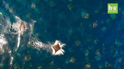 Amazing Aerial Drone Footage Of Leaping Mobula Rays on Make a GIF