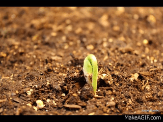 Bean Germination - Germinação Feijão on Make a GIF