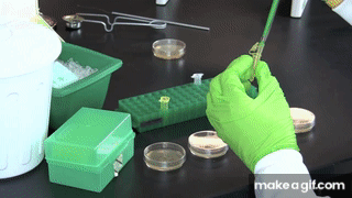 Bacterial Transformation on Make a GIF