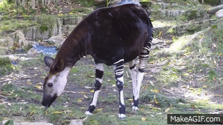 OKAPI on Make a GIF