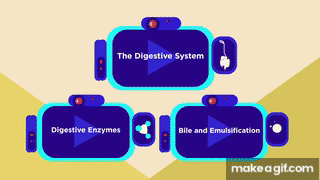 Small intestine and food absorption | Physiology | Biology | FuseSchool ...