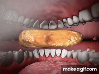 Mechanical Digestion And Chewing: Learn@Visible Body on Make a GIF