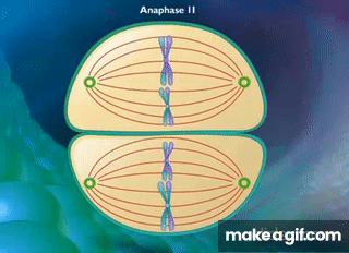 Anafase II on Make a GIF