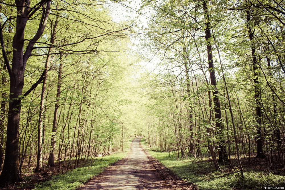 forest1 on Make a GIF