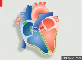 Videographic: Electric Beats - Pacemakers and the Human Heart on Make a GIF