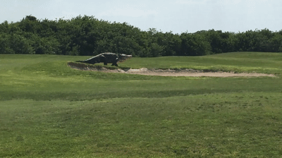 Giant Gator Walks Across Florida Golf Course on Make a GIF