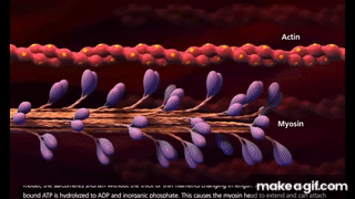 Contração muscular - 1 on Make a GIF
