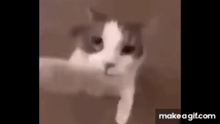 Cat kisses camera on Make a GIF