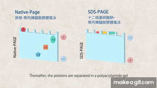 Principles of Protein Gel Electrophoresis, SDS Page on Make a GIF
