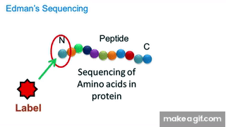 Edman degradation | Edman Sequencing on Make a GIF