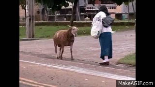 Angry Goat Gif
