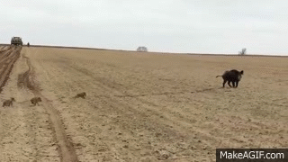 Polish Farmer Catches Wild Pig with Piglets on Make a GIF