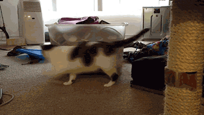 catgifcentral: 5 seconds and your cat busy all day..) Cat GIF... on ...