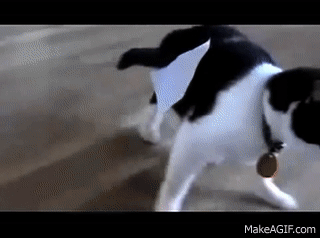 Cat + tape = Experiment on Make a GIF