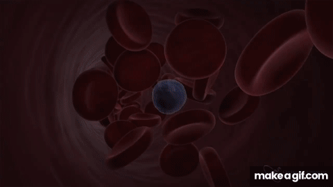 Cytotoxic T cell function on Make a GIF
