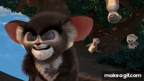 Laughing Animal Gif Funny