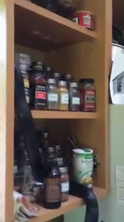 ORIGINAL: Kitchen Spice Cabinet Snake: And Then THIS Descended into our ...