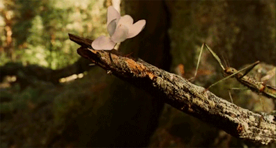 Nature Gifs on Make a GIF
