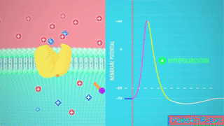 The Nervous System, Part 2 - Action! Potential!: Crash Course A&P #9 on ...