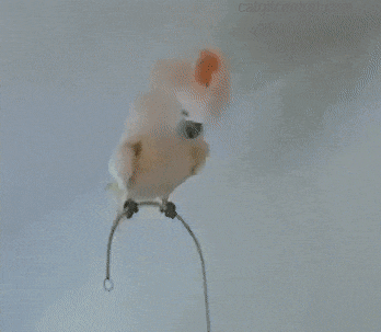 Dizzy, the Cockatoo | Funny Cat GIFs on Make a GIF