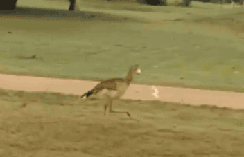 Big Bird Bounces Golf Balls on Sidewalk. [video] on Make a GIF