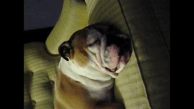 Dog snoring on Make a GIF
