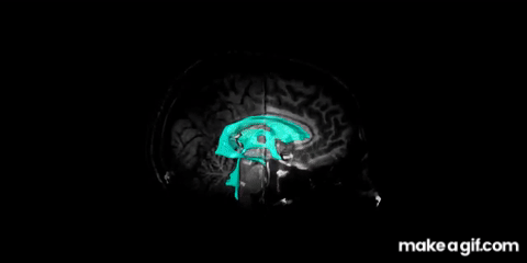 Introduction to the Central Nervous System - UBC Neuroanatomy Season 1 ...