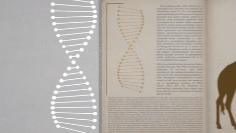 DNA - What is DNA? - Basics of DNA on Make a GIF