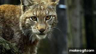 EURASIAN LYNX--the beautiful cat-- on Make a GIF