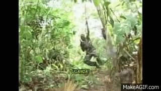 All action scenes in Who Killed Captain Alex on Make a GIF