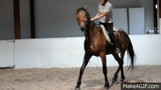 HORSE REARING on Make a GIF