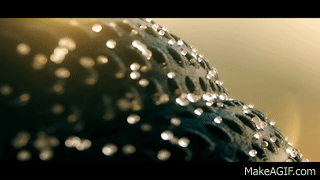 Faszination Natur - Der Nebeltrinker-Käfer on Make a GIF