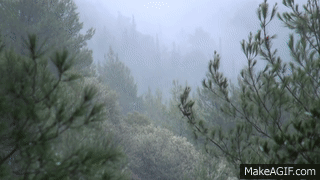 A rainy day in the woods # Rain and thunder sounds. Raining in the ...
