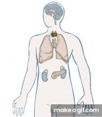 Sistema endocrino J.A on Make a GIF