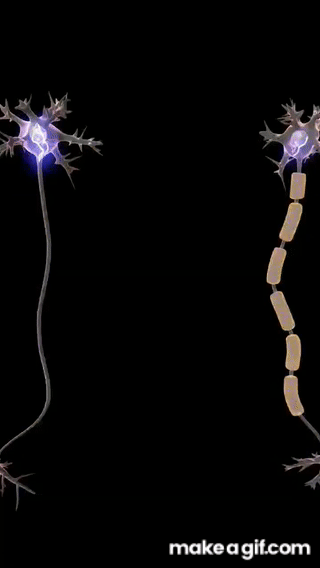 Neurônio não mielinizado x Neurônio mielinizado #neurônio #enem # ...