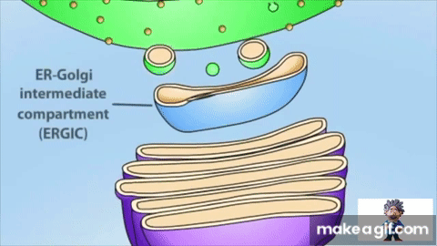 Proteins Transport in Golgi I Cisternal Maturation vs Vesicular ...