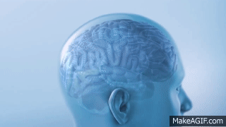 Ganglios basales y Corteza Prefrontal on Make a GIF