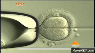Moment of conception: Egg fertilized live on TV Reblop.com on Make a GIF
