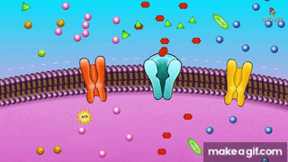 Cell membrane permeability - Animated membrane physiology on Make a GIF