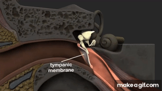 Anatomy of the Human Ear on Make a GIF